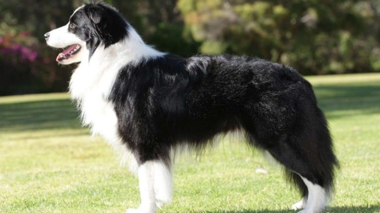 Chó Border Collie - Giống chó chăn cừu xuất sắc nhất - Trường Huấn ...